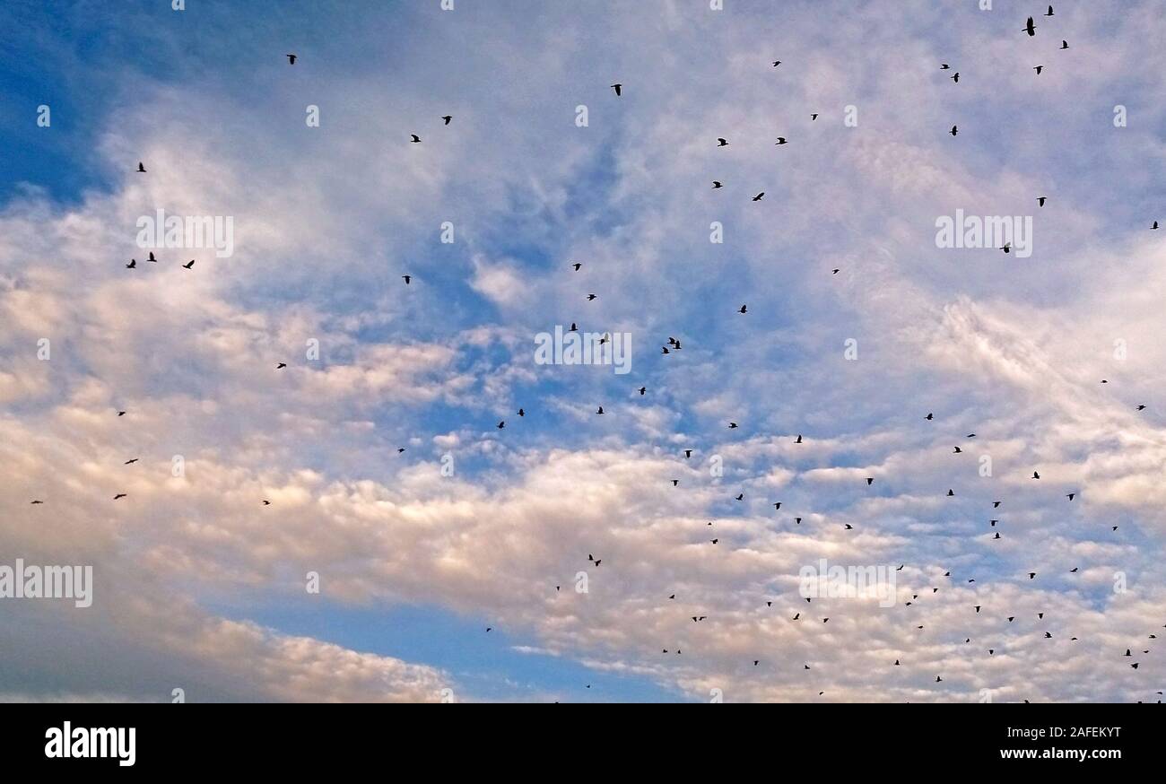 Rook wings spread hi-res stock photography and images - Alamy