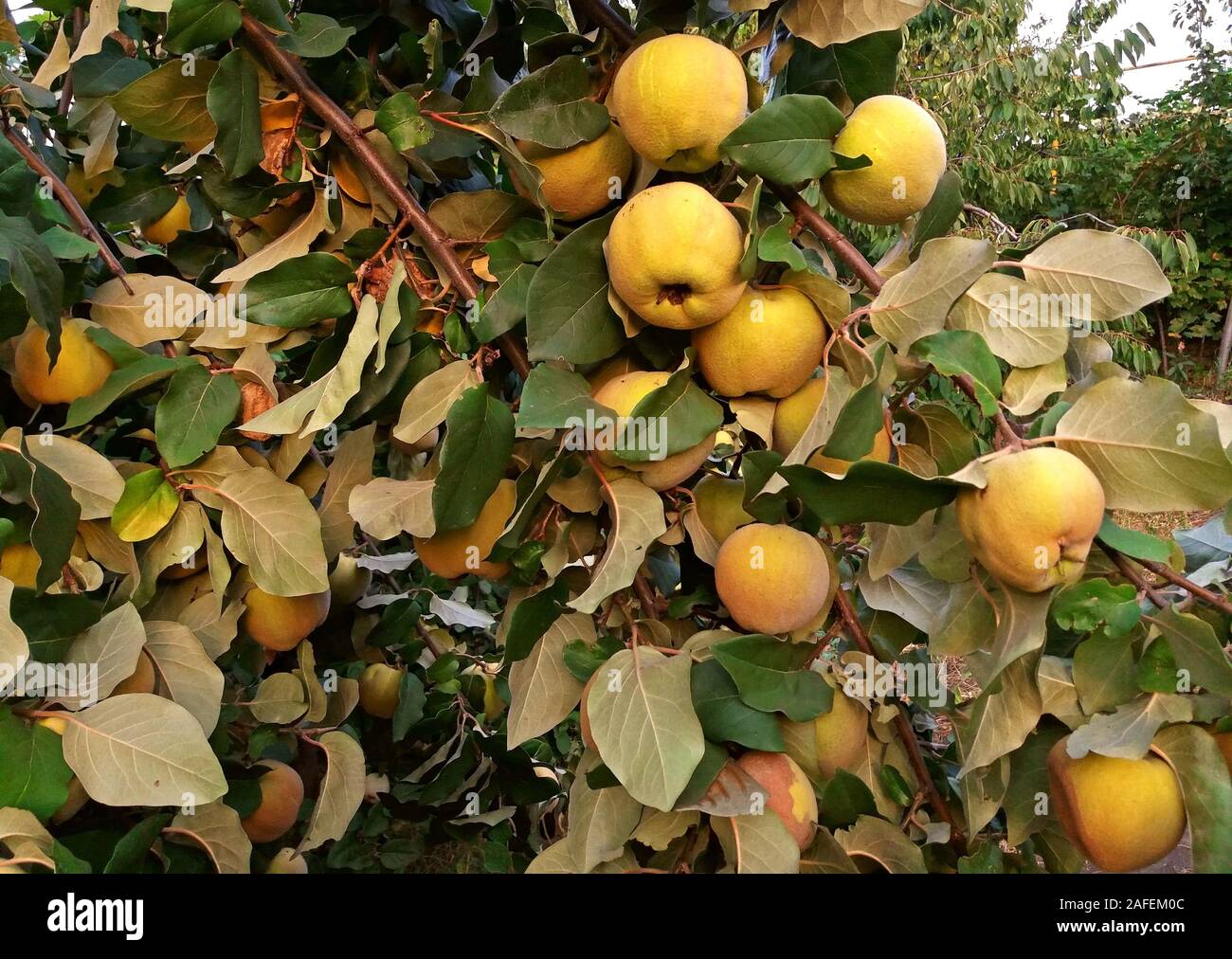 The quince tree sun hi-res stock photography and images - Alamy