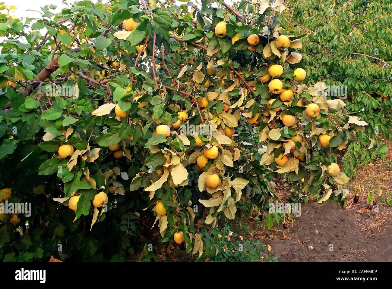 The quince tree sun hi-res stock photography and images - Alamy