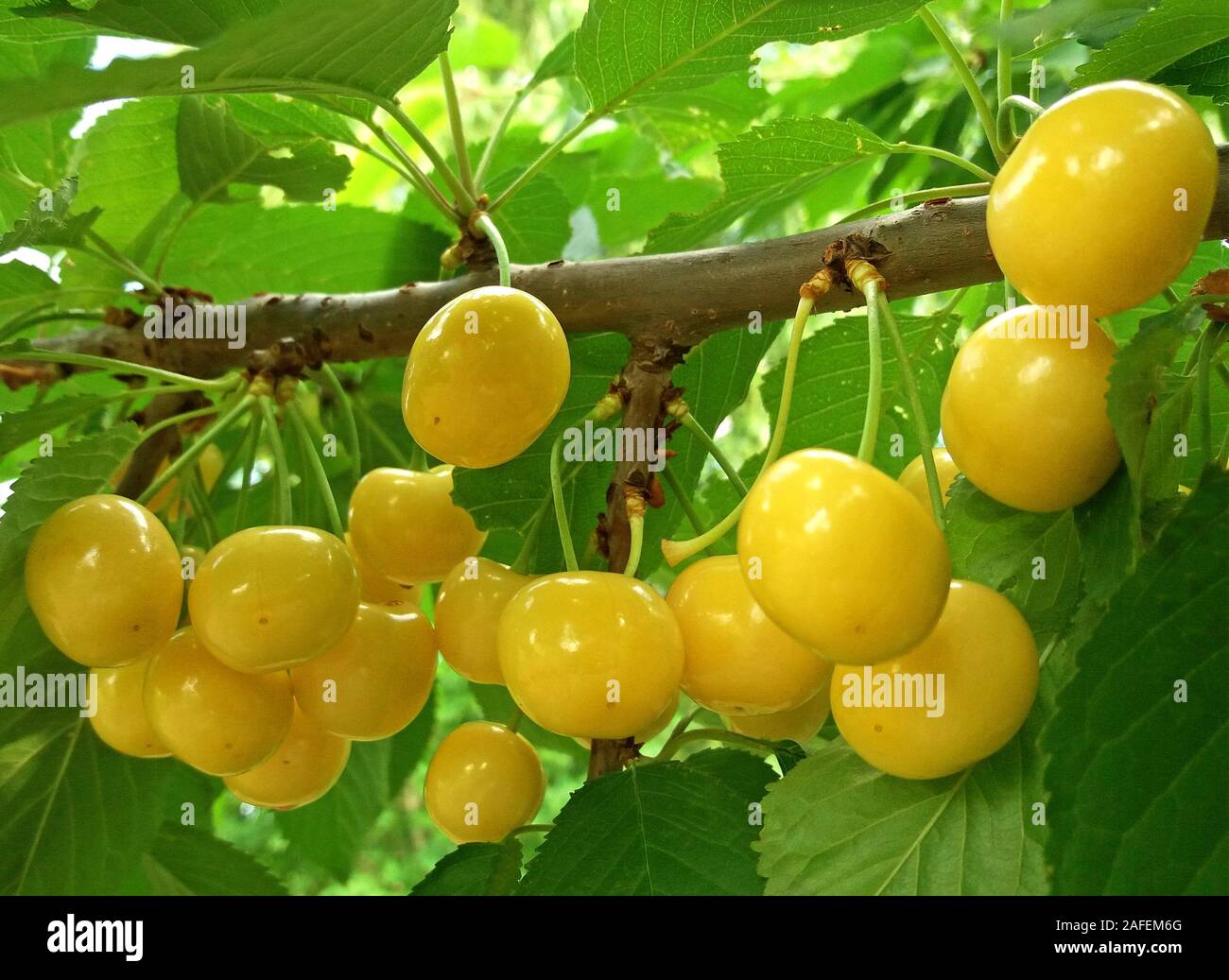 Fresh white cherries in the tree fruits growing Stock Photo - Alamy