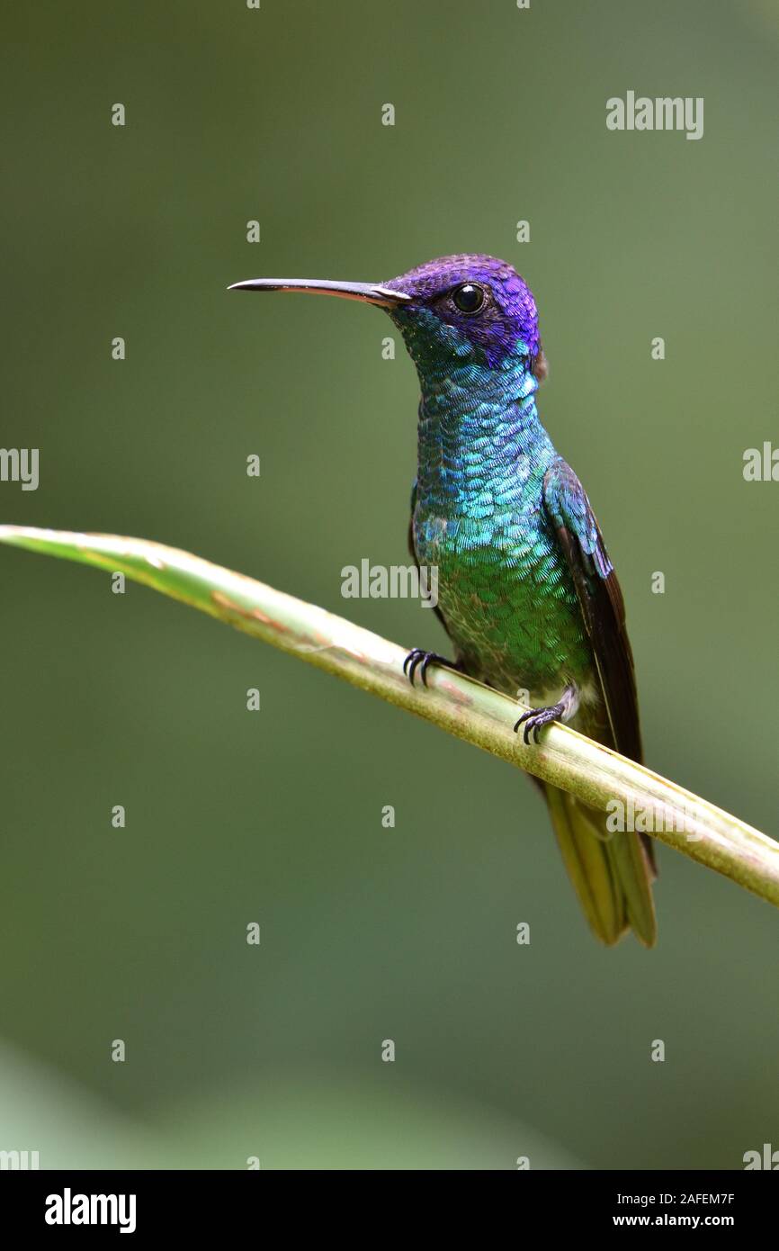 Golden Sapphire Hummingbirds