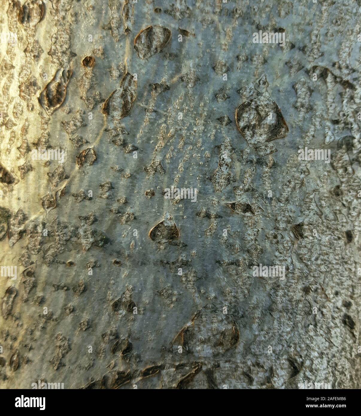 Walnut tree bark texture background close up Stock Photo - Alamy