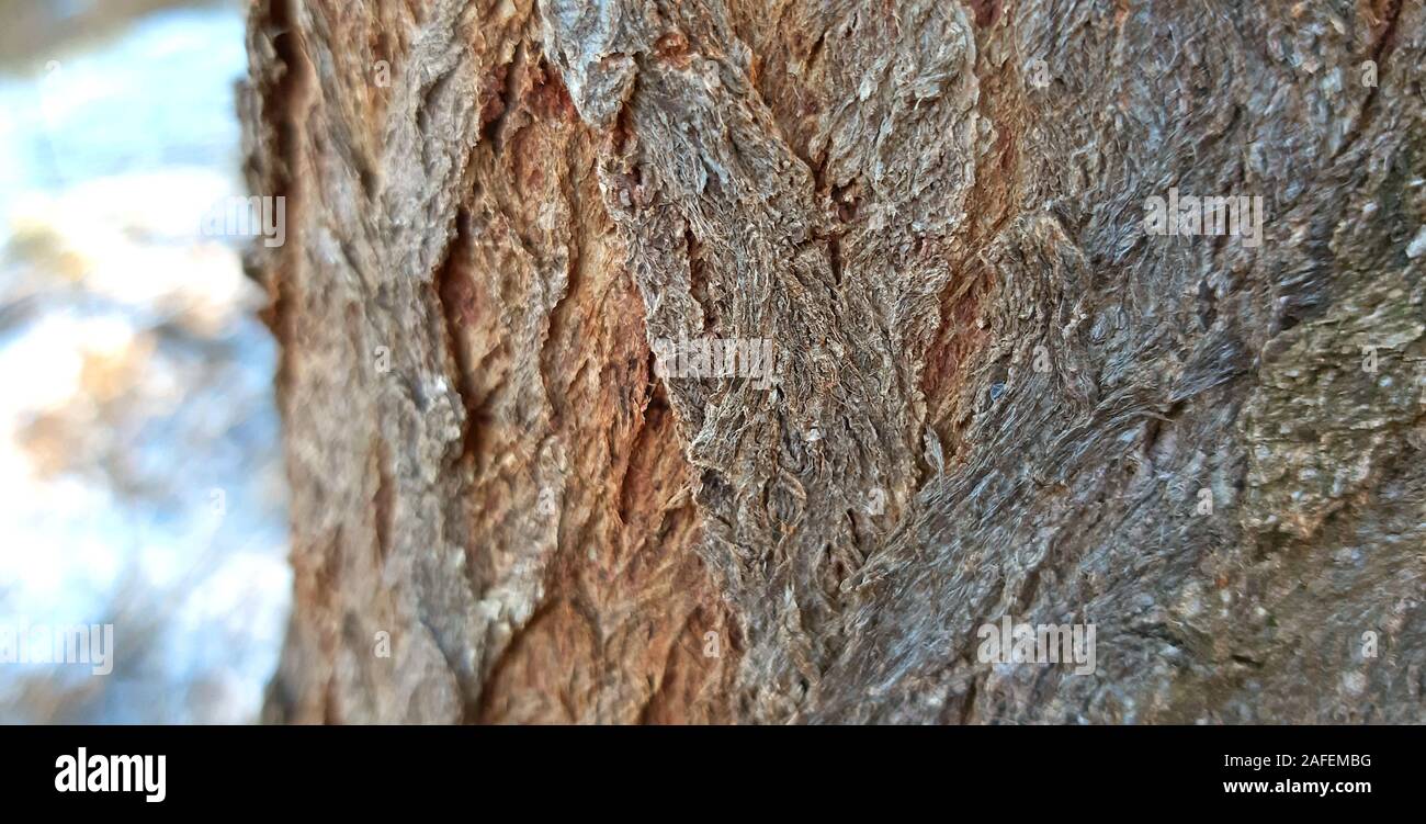 Background willow tree bark hi-res stock photography and images - Alamy