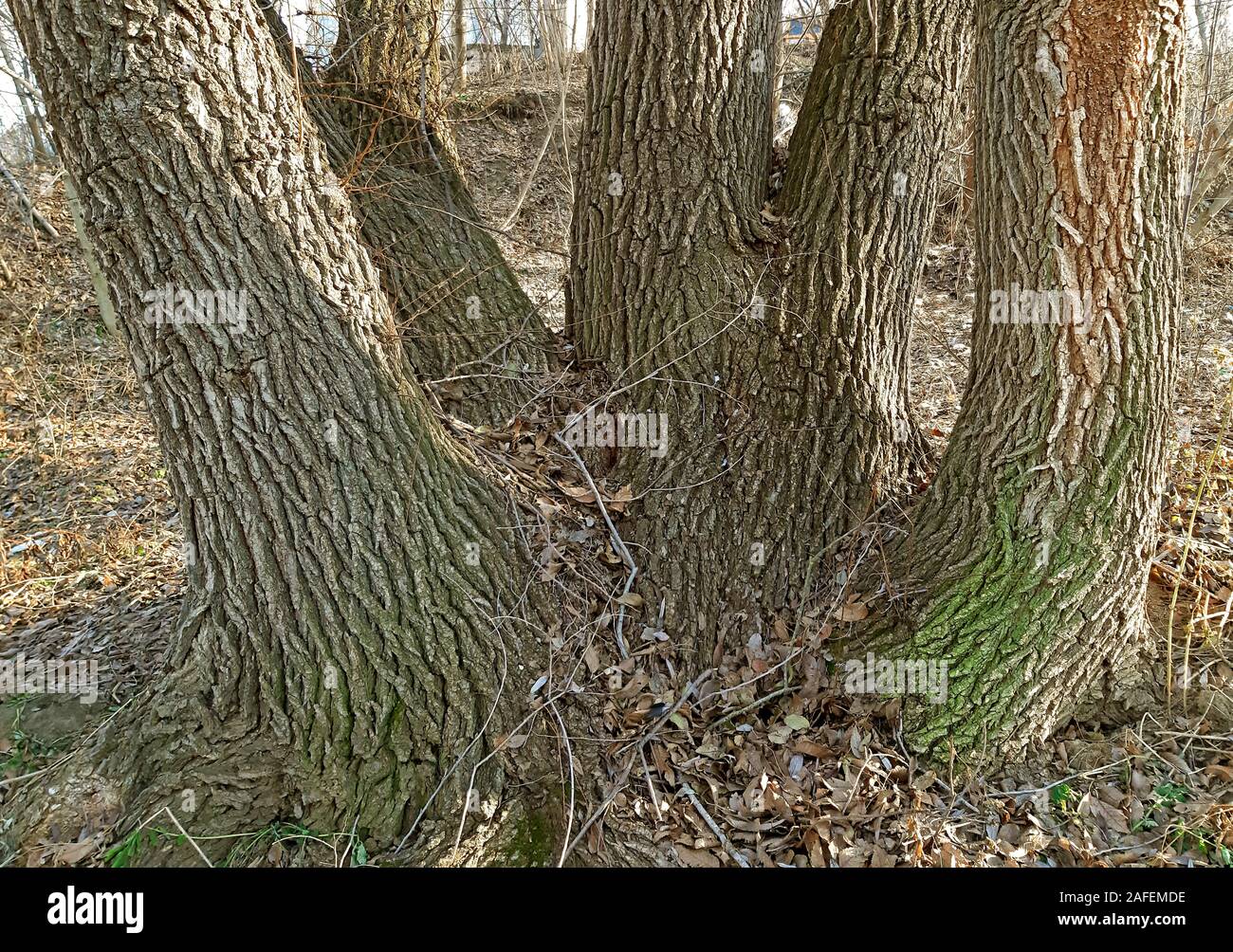 Old elm tree, it has many stems and it's thick Stock Photo - Alamy