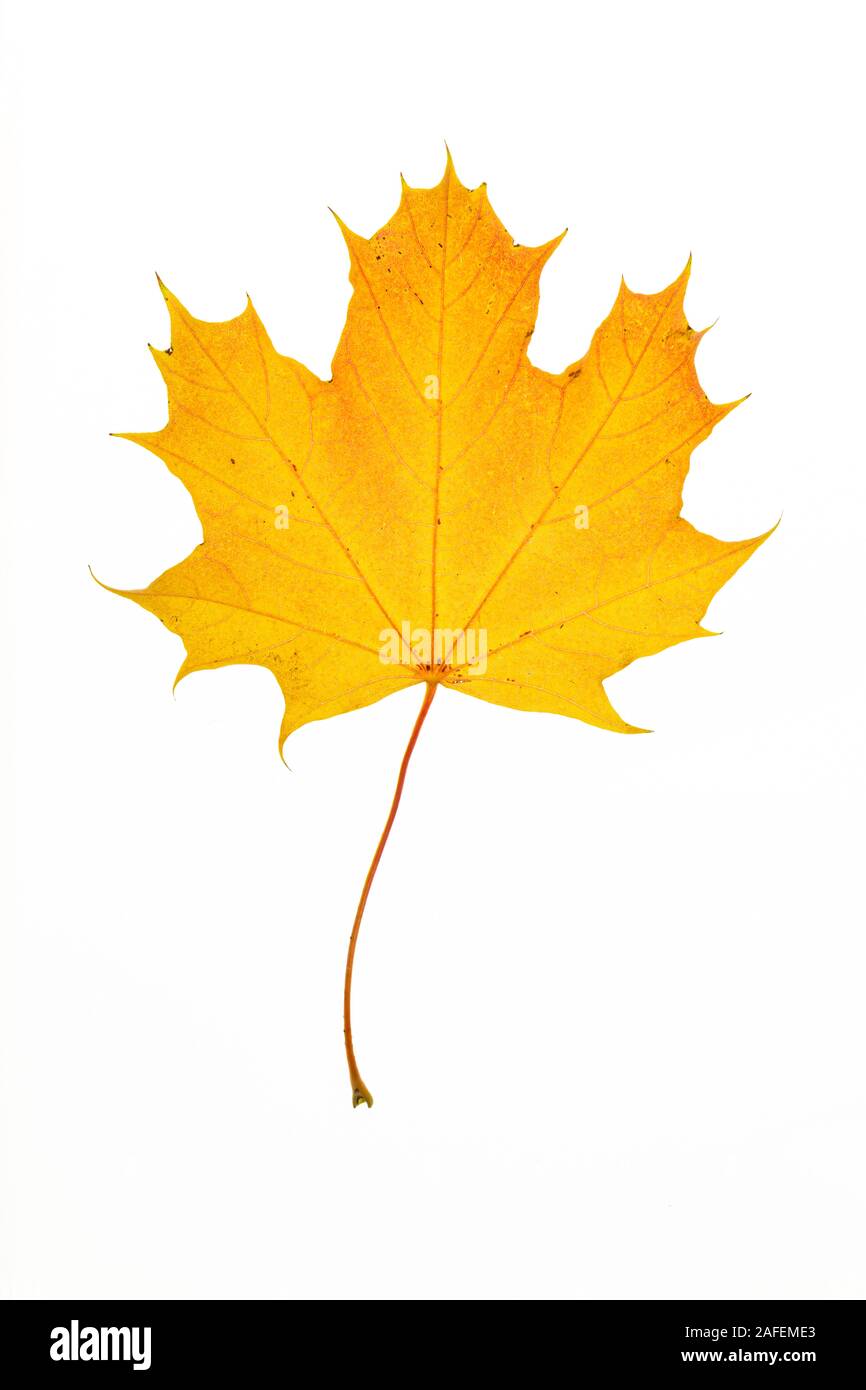 Yellow Leaf, Colors of the Autumn Stock Photo - Alamy