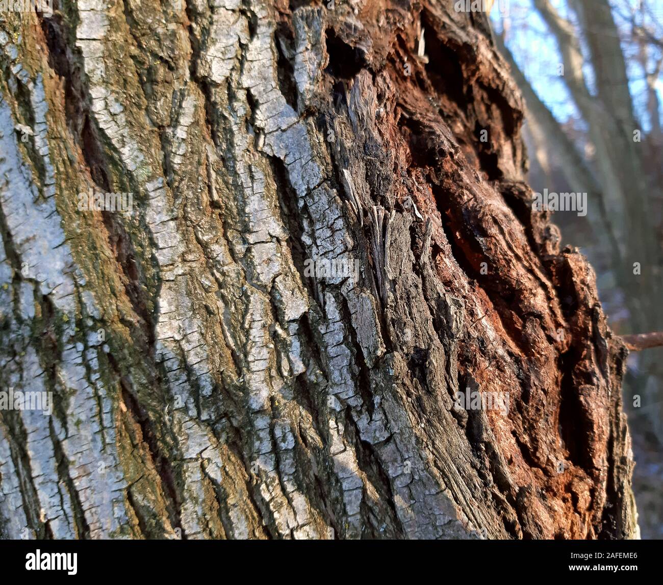 willow tree old bark texture background close up Stock Photo - Alamy