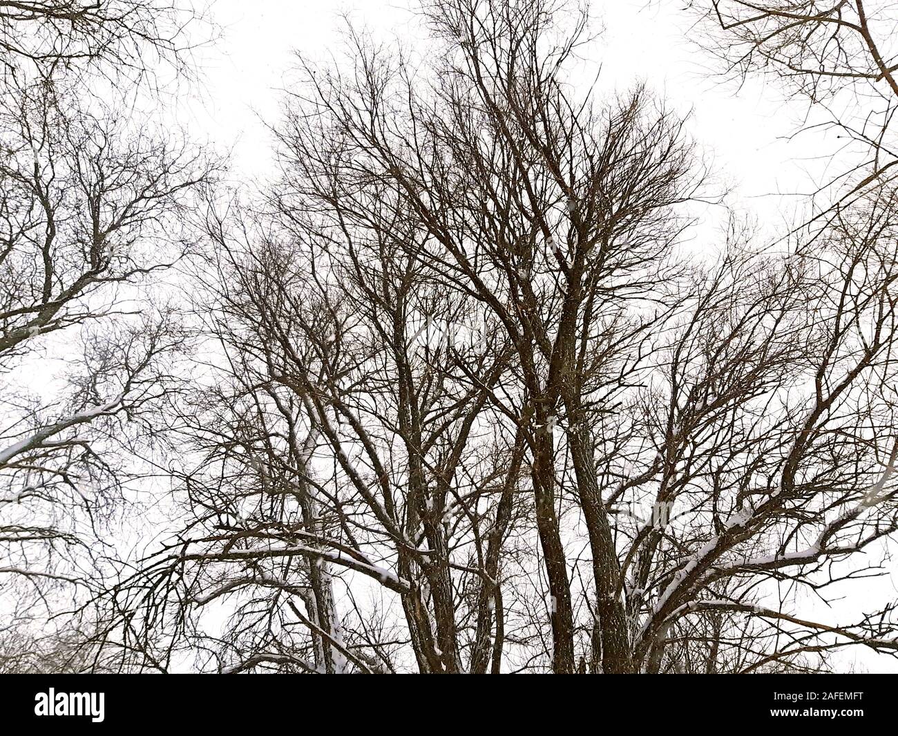 Trees without leaves in winter, snowy sky Stock Photo - Alamy