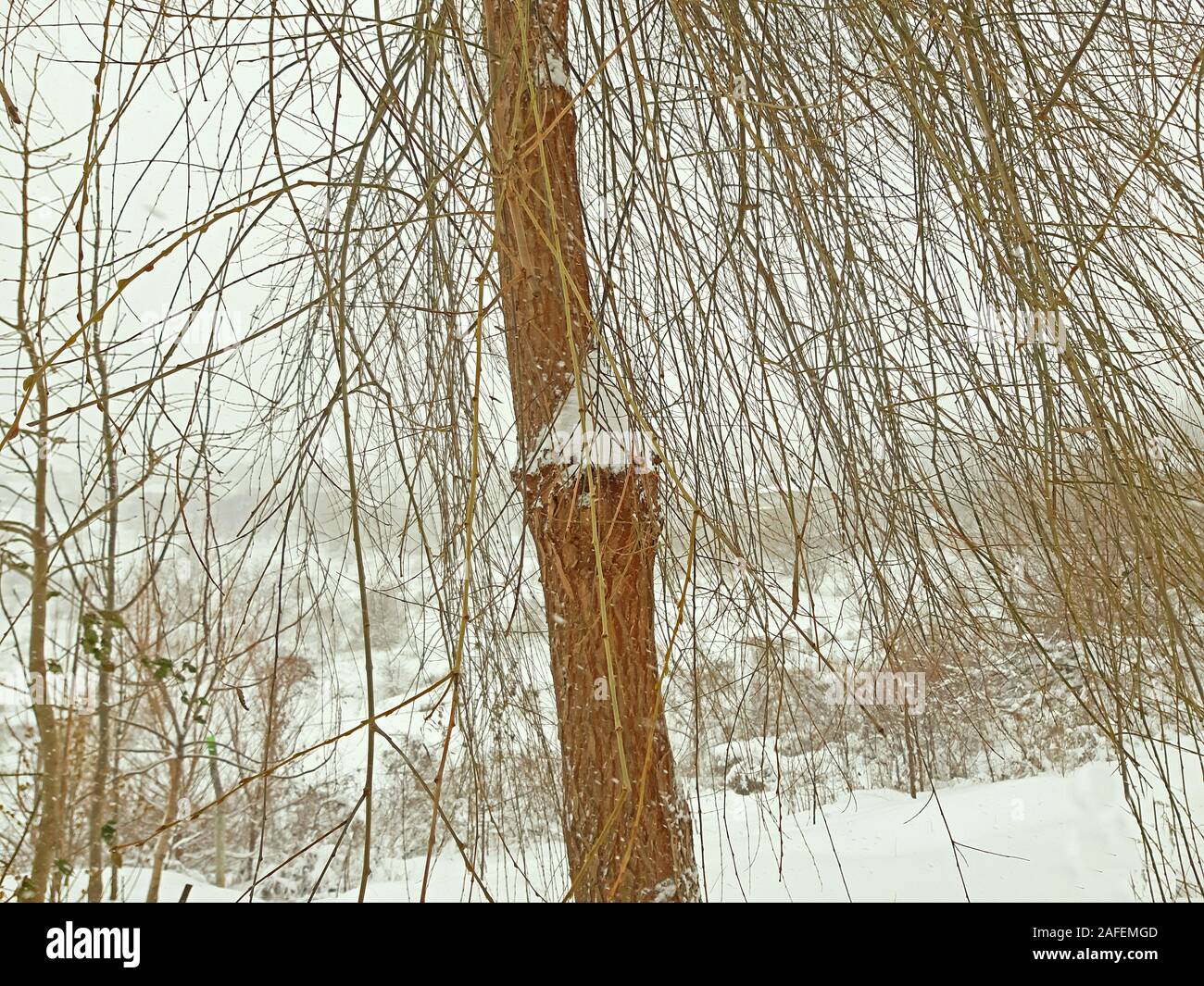 Winter scene willow trees hi-res stock photography and images - Alamy
