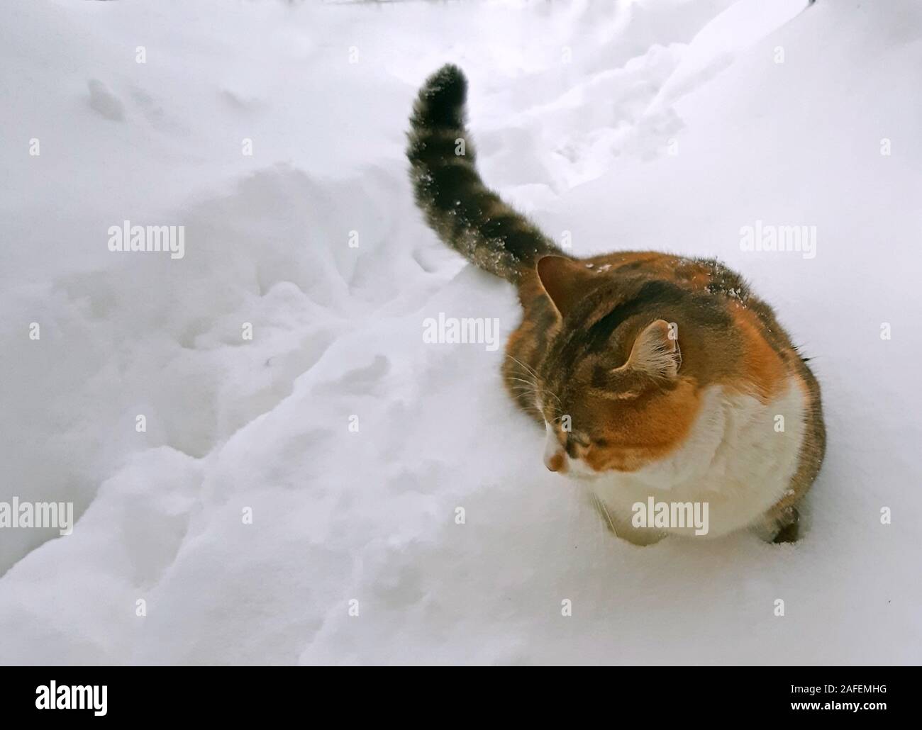Deep black cat hi-res stock photography and images - Alamy