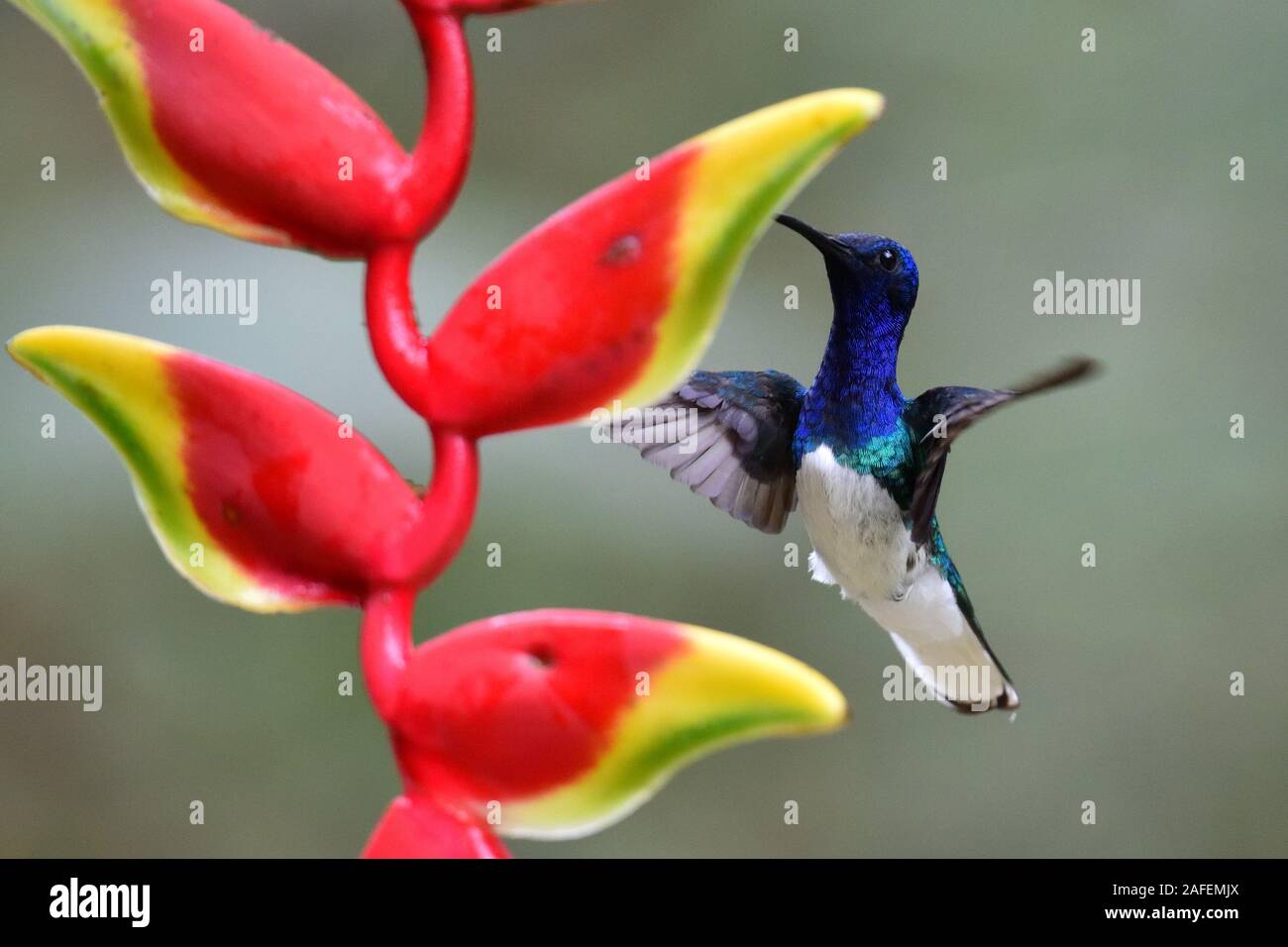 White-necked Jacobin Hummingbird eat heliconia nectar Stock Photo - Alamy
