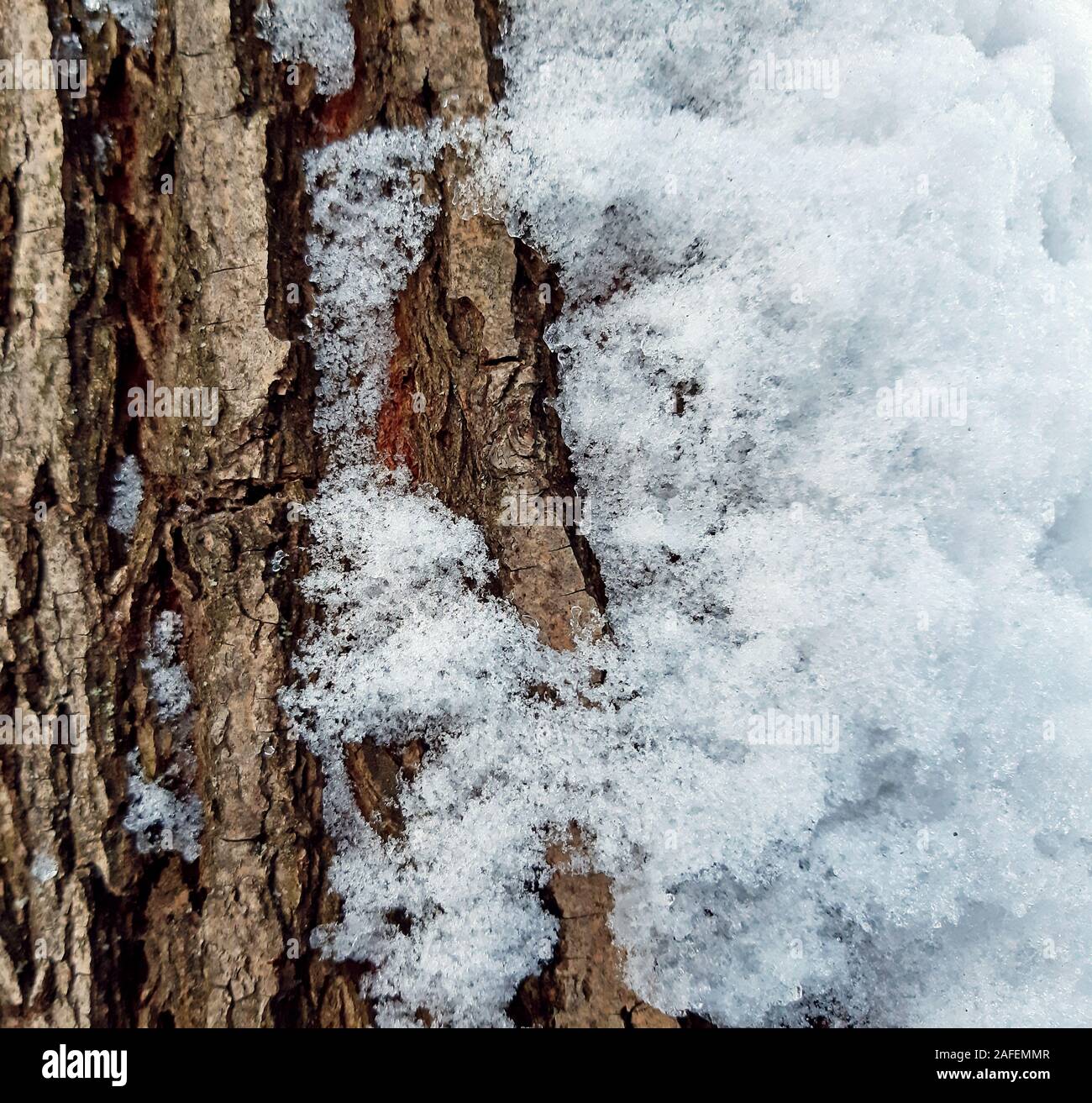 Elm Texture High Resolution Stock Photography and Images - Alamy