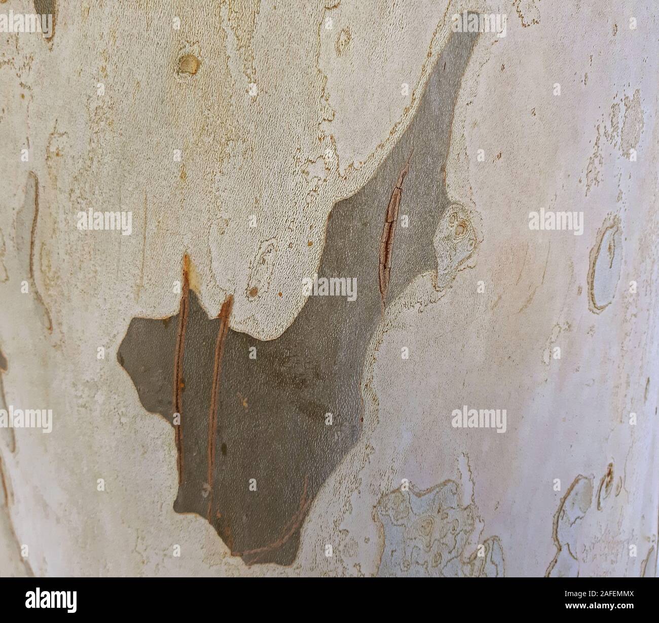 Maple wood texture hi-res stock photography and images - Alamy