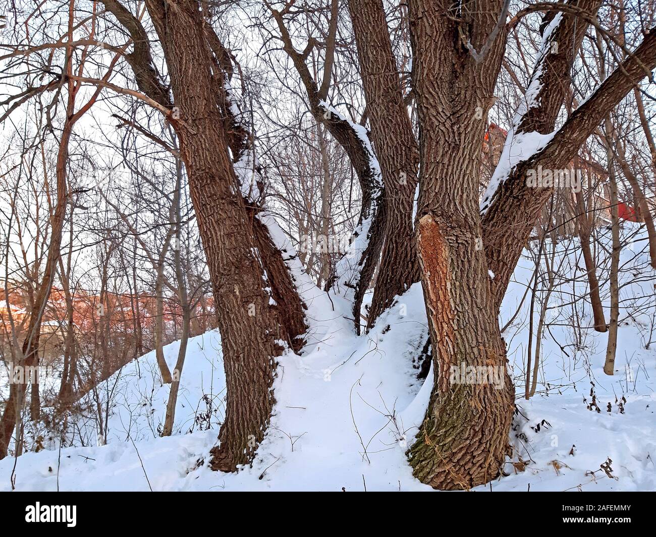 Old elm tree hi-res stock photography and images - Alamy