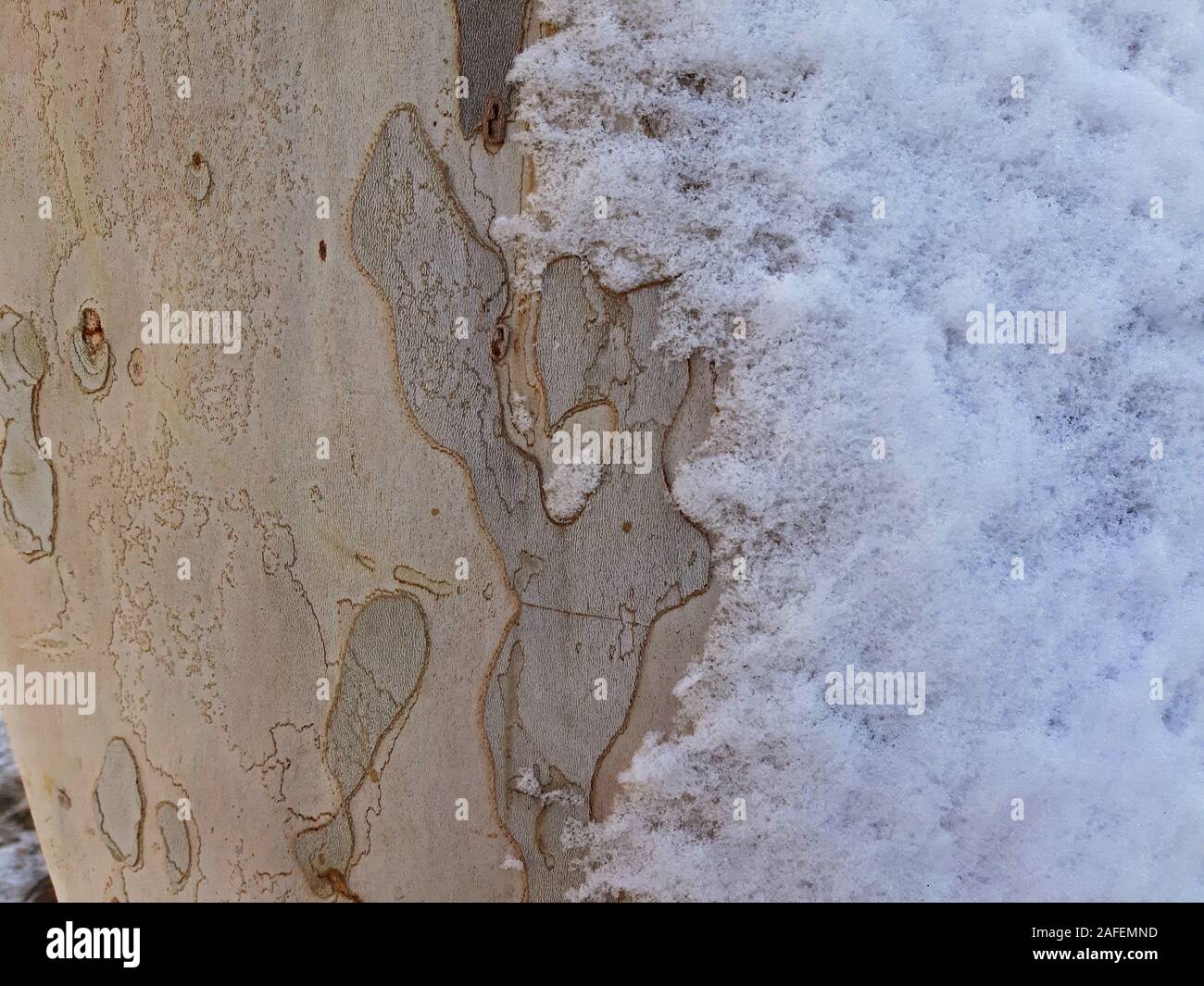 Tree bark snow macro hi-res stock photography and images - Alamy