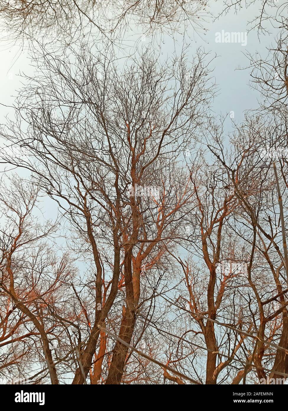 The sky through the crown of trees hi-res stock photography and images ...