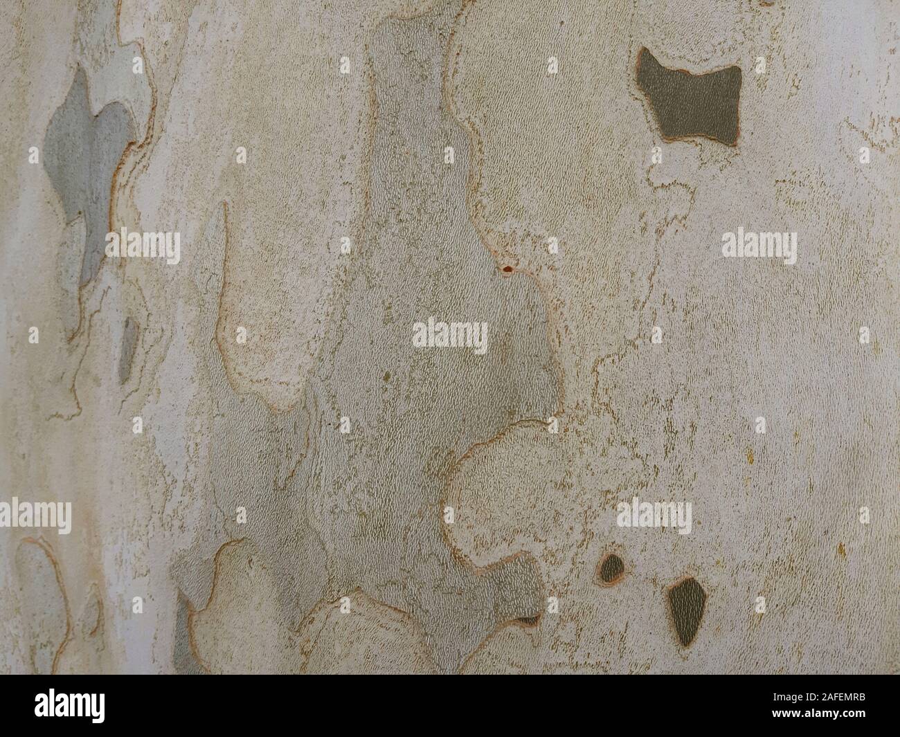 Tree bark texture close up, maple tree bark Stock Photo - Alamy