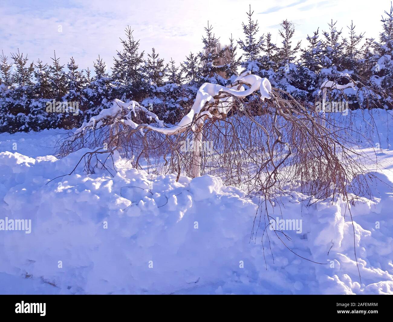 Branches bent down hi-res stock photography and images - Alamy