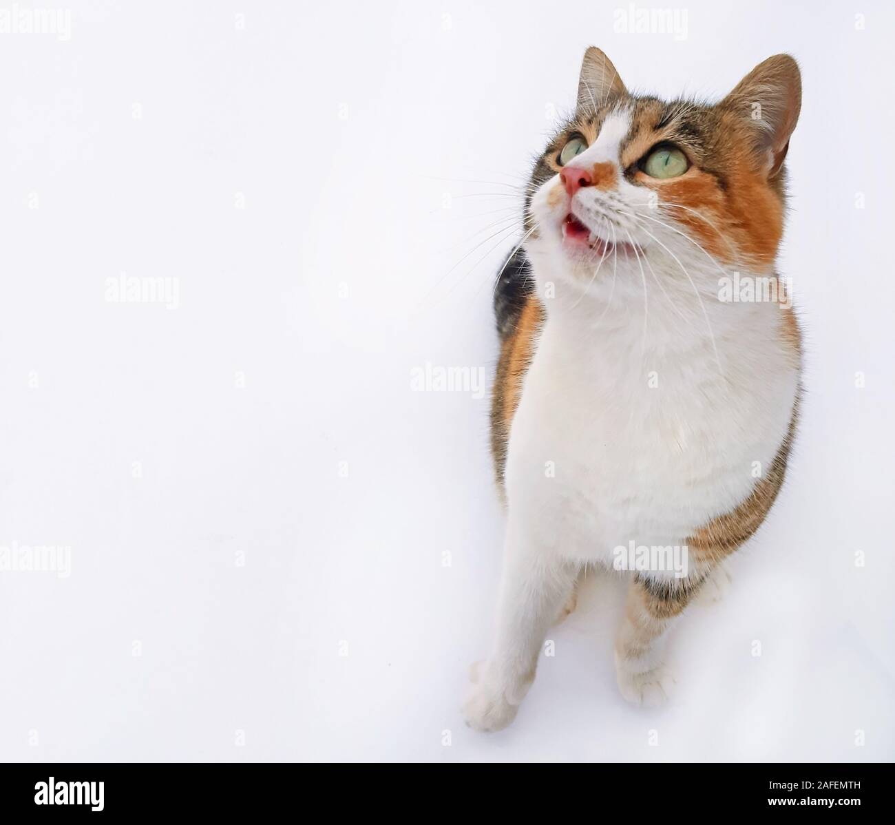 Adorable and funny cat meow close up Stock Photo - Alamy