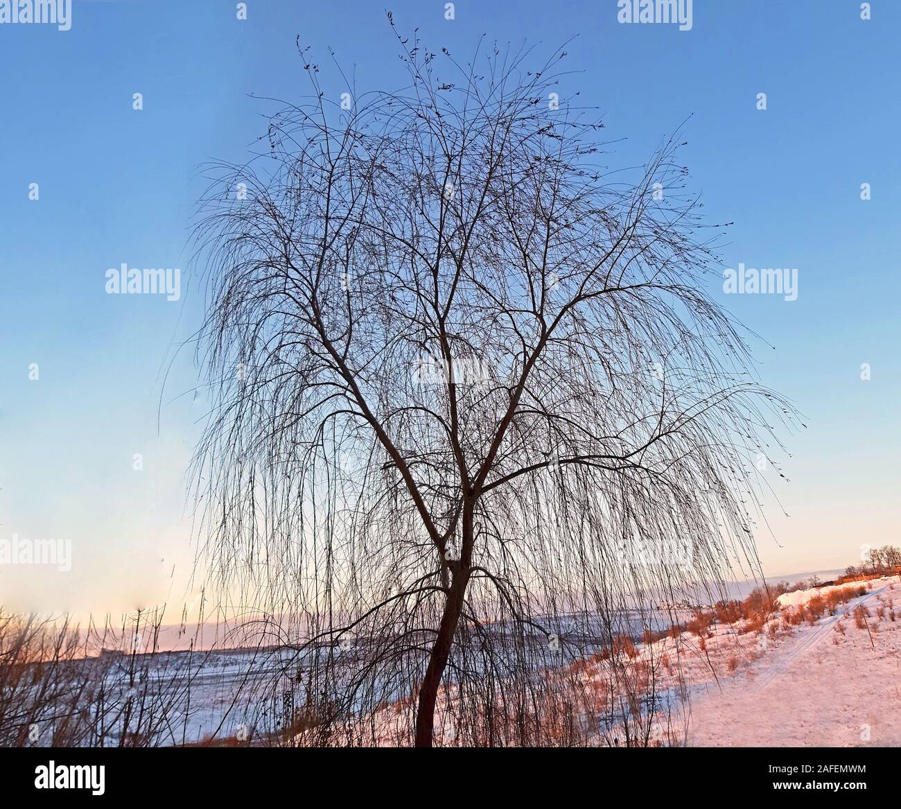 Young willow tree hi-res stock photography and images - Alamy