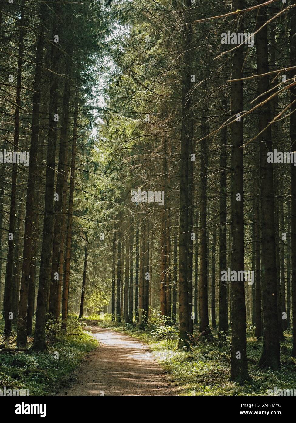 A narrow path through a dense forest of the Swabian Alb near Hohenstein ...