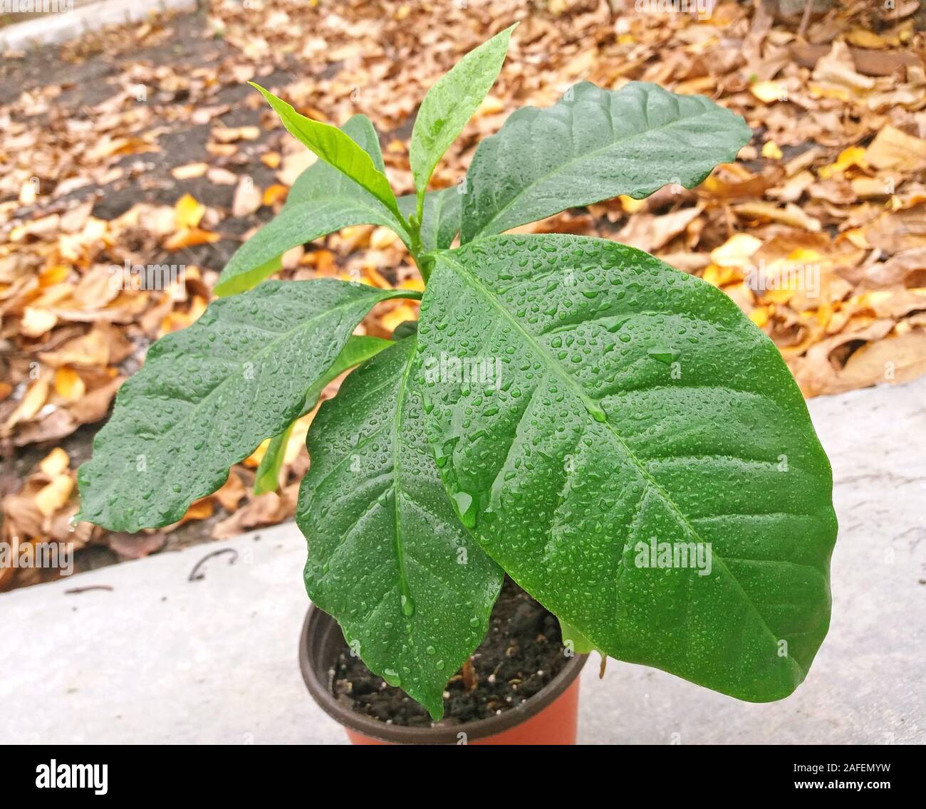 Coffee tree with large and beautiful leaves outside Stock Photo - Alamy