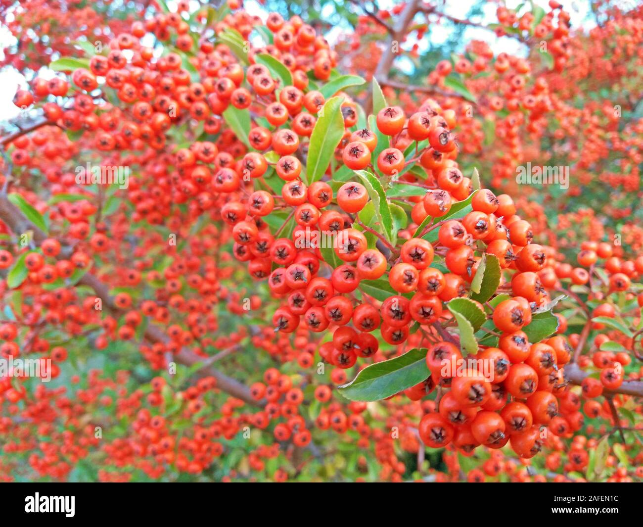Crataegus monogyna tree with so many fruits. Medicinal plants Stock ...