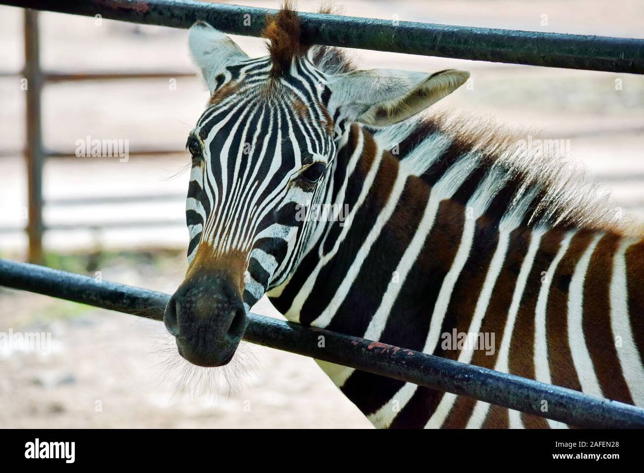 Gorgeous Young Baby Zebra Behind the Fence Stock Photo - Alamy
