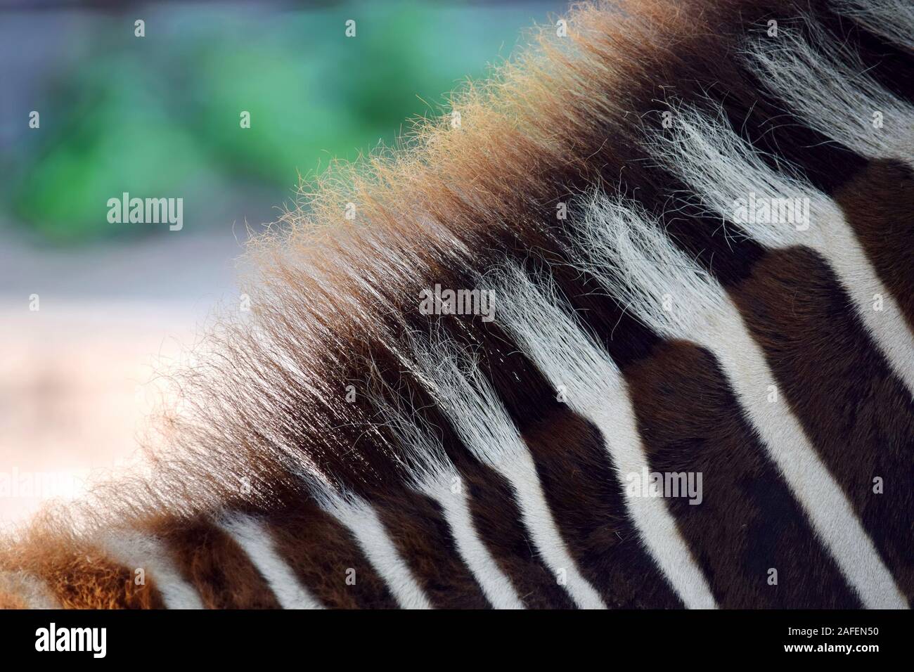 Zebra mane hi-res stock photography and images - Alamy