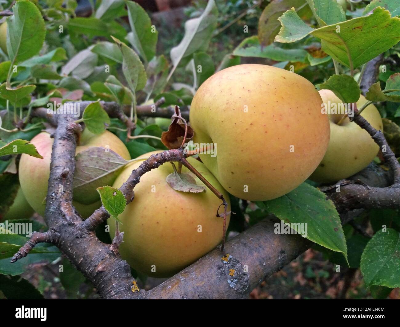 White and natural apples grow in the tree, ecology concept Stock Photo ...