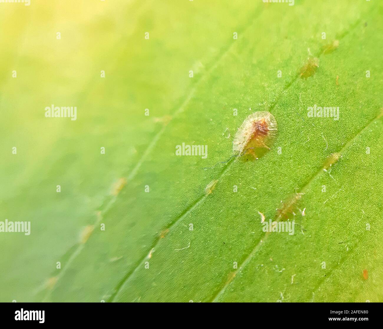 Scale insect pest hi-res stock photography and images - Alamy