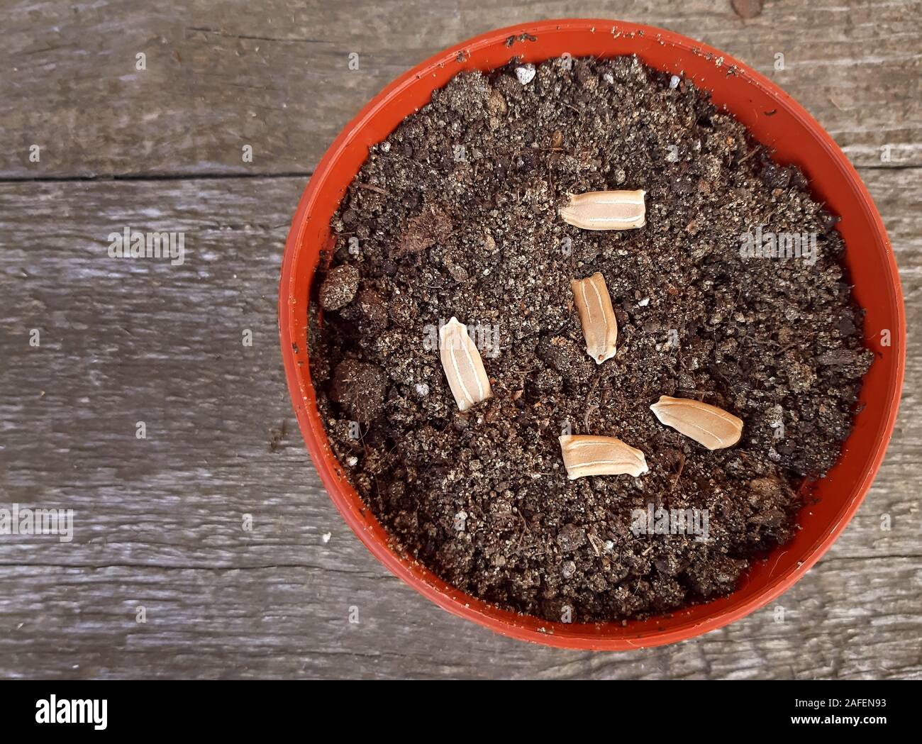 Small round seeds hi-res stock photography and images - Alamy