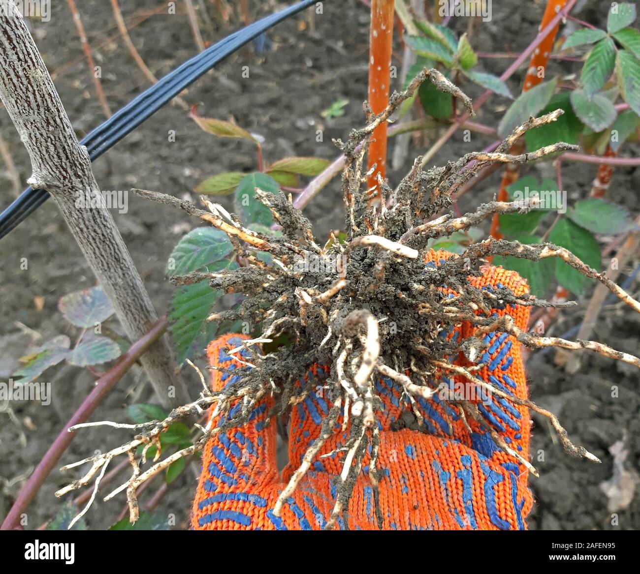 Blackberry seedling hi-res stock photography and images - Alamy