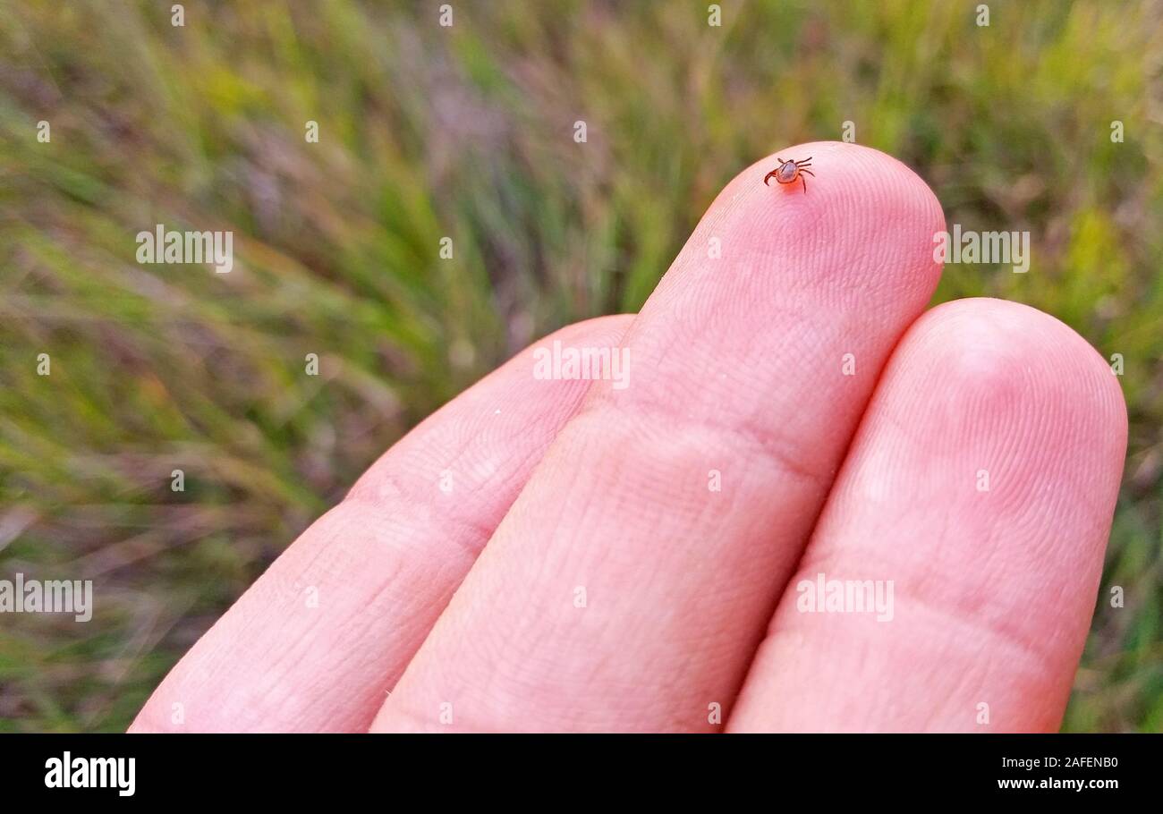 A small mite in the human hand Stock Photo - Alamy
