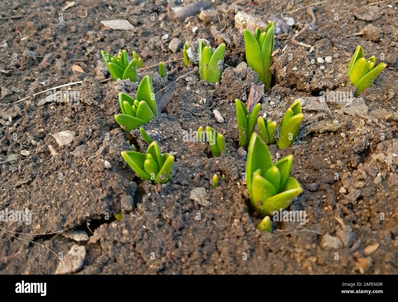 Plants that grow out in early spring Stock Photo - Alamy