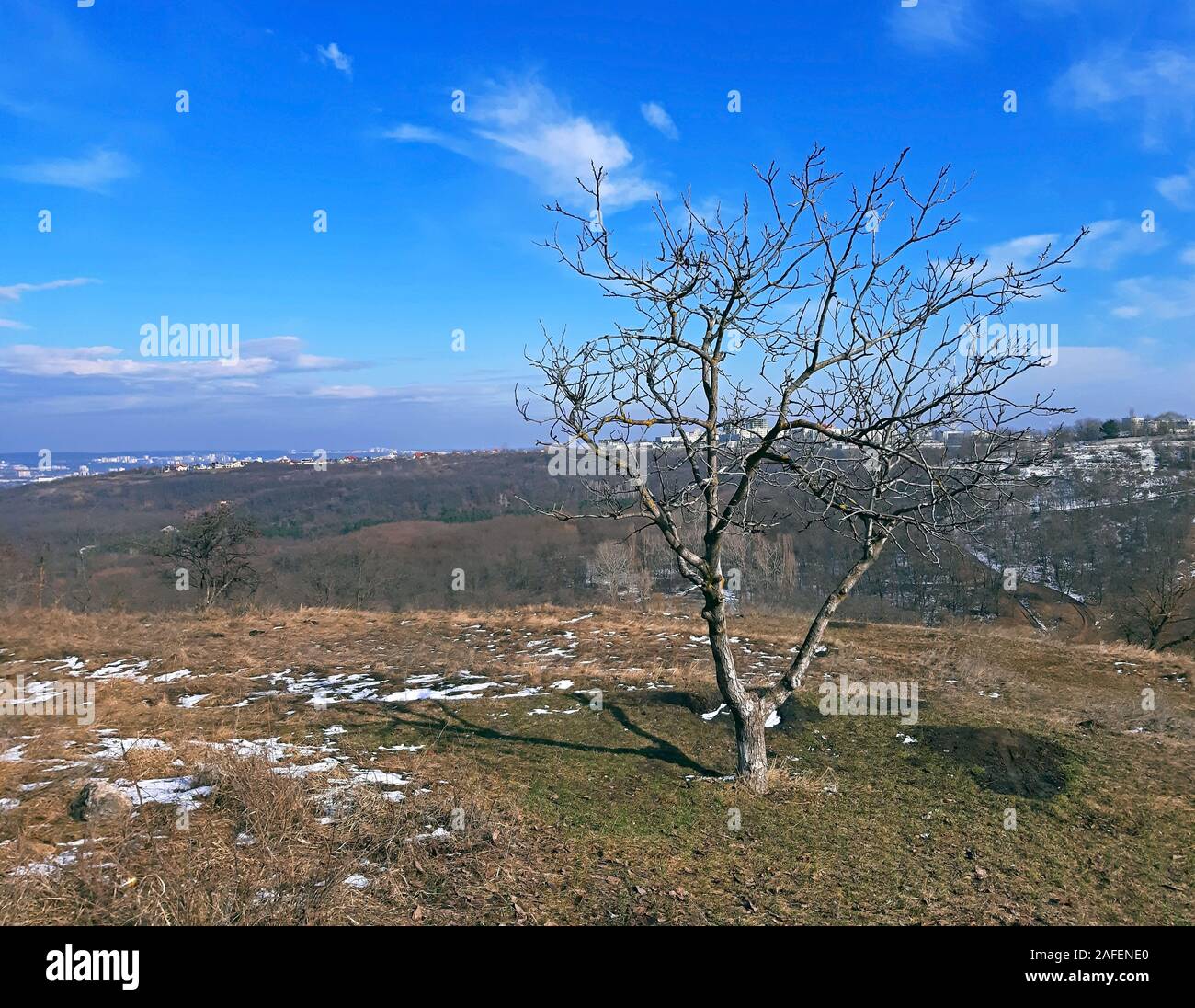 Oak tree without leaves hi-res stock photography and images - Alamy