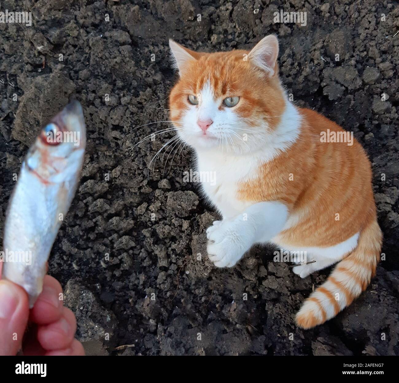 Kitten eating fish hi-res stock photography and images - Alamy