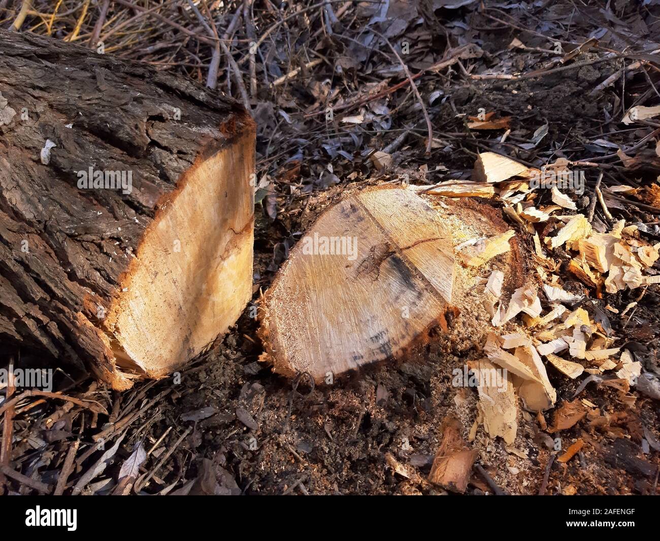 Tree cut off from the stem, ecological concept Stock Photo - Alamy