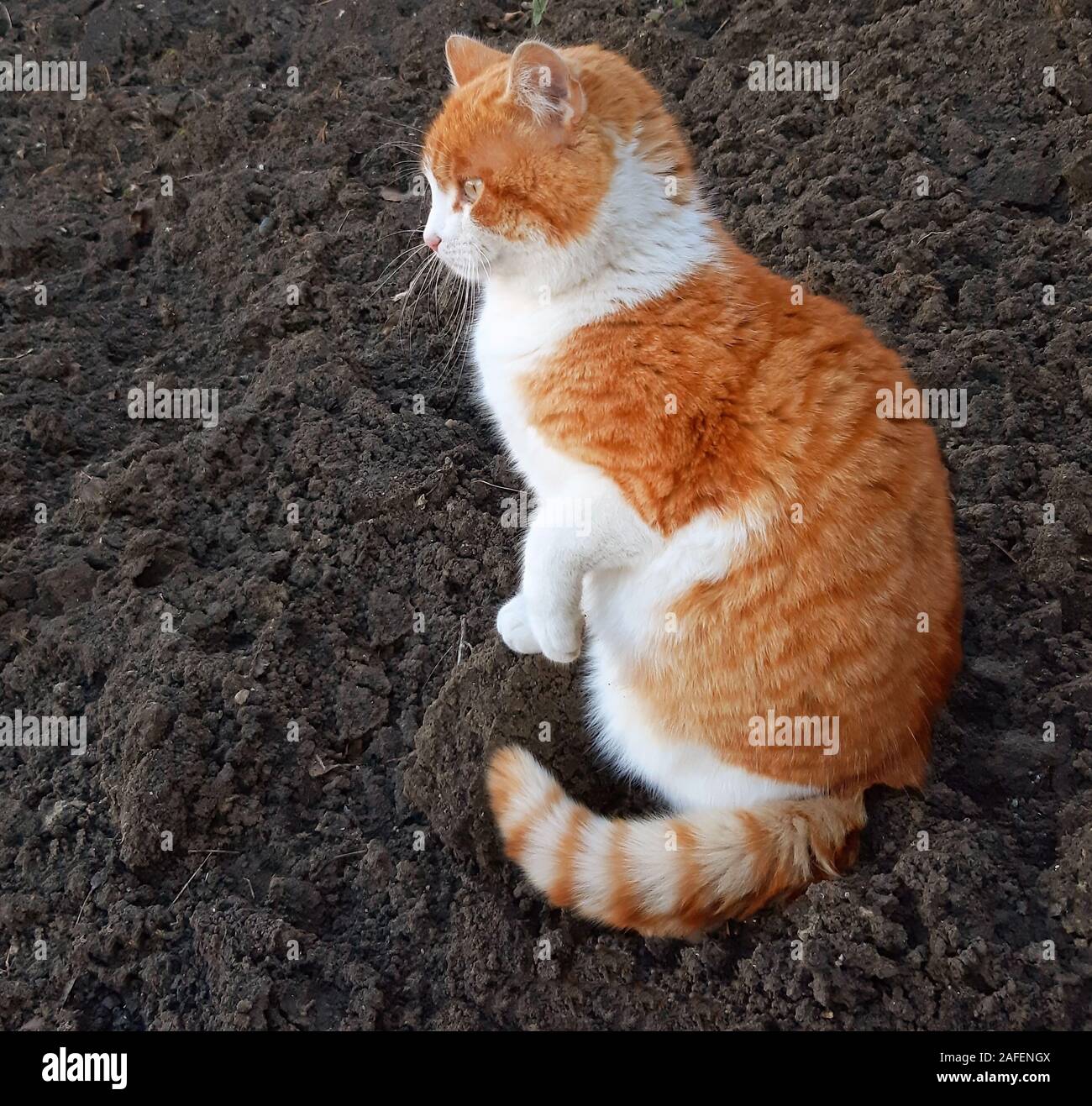 An adorable and funny cat looks curious Stock Photo - Alamy
