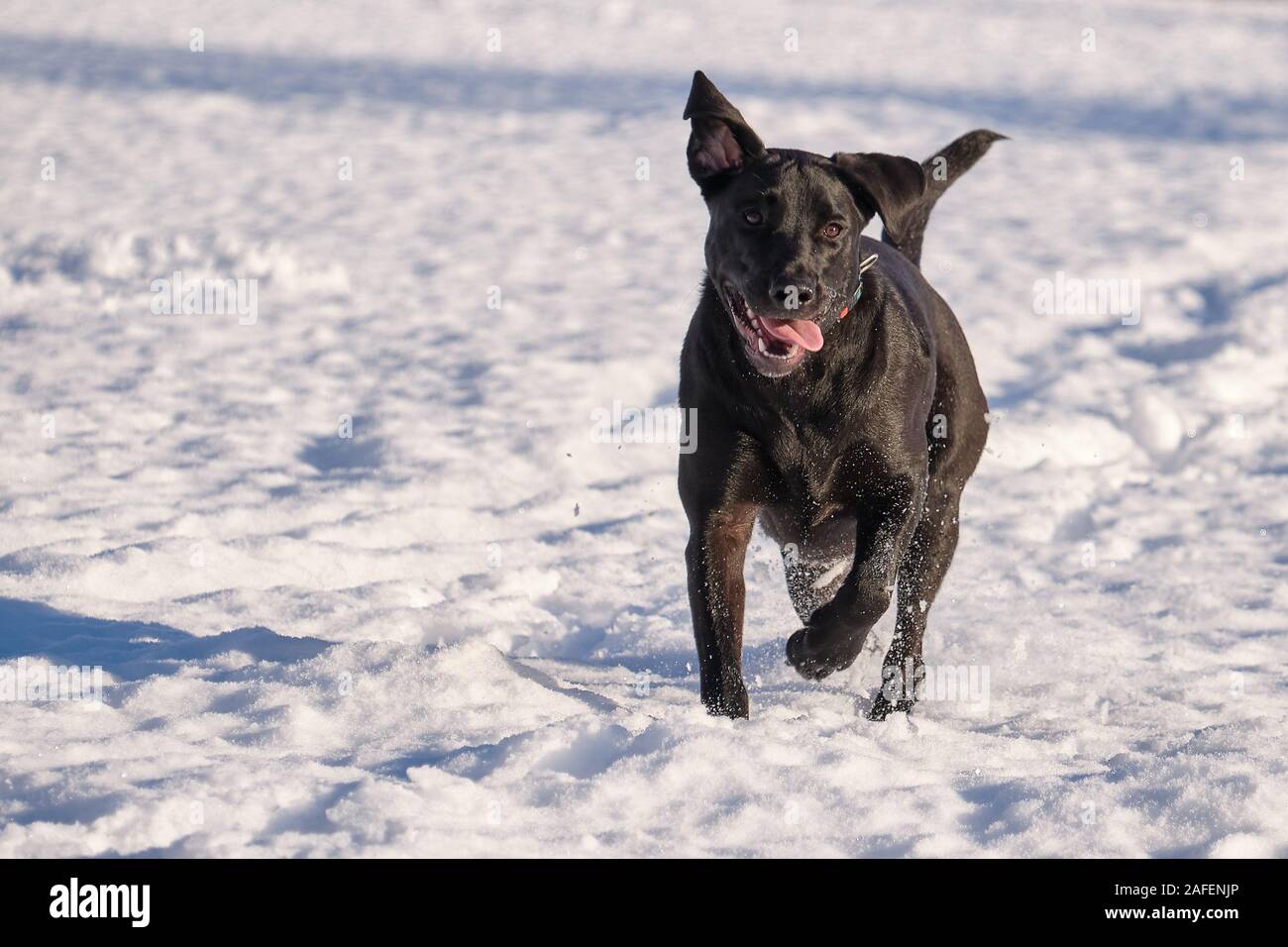 Black labrador retriever running hi-res stock photography and images ...