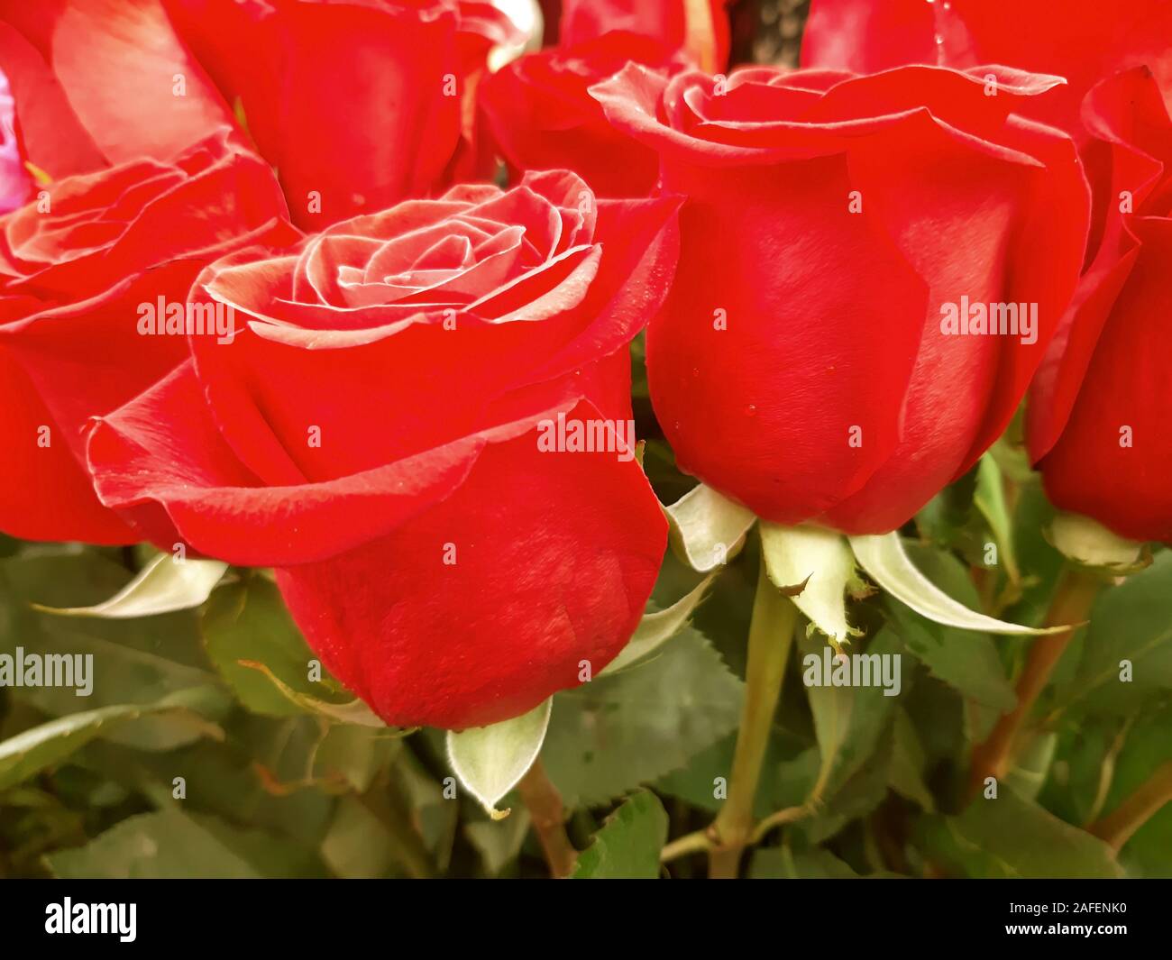 Roses close hi-res stock photography and images - Alamy