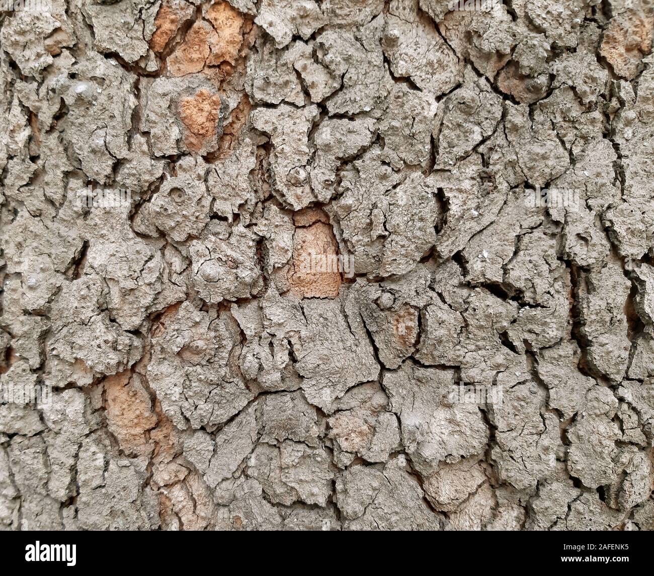 Tree bark texture Maple tree bark background Stock Photo - Alamy