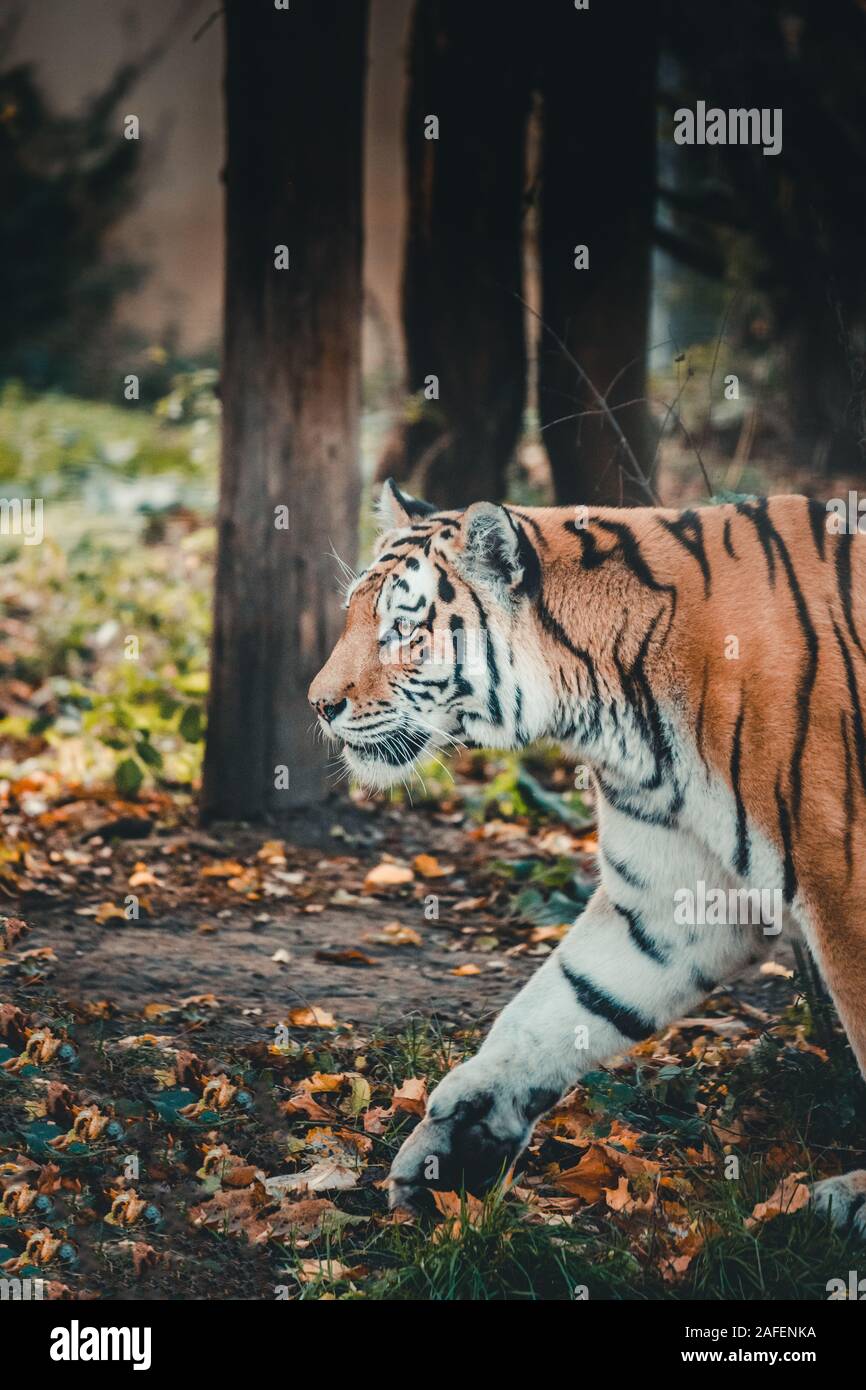 Tiger in monsoon forest hi-res stock photography and images - Alamy