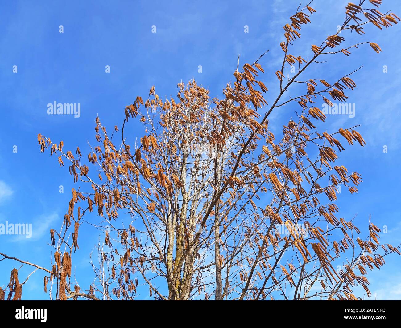 Hazelnut tree blooming in spring. Blue sky background Stock Photo - Alamy