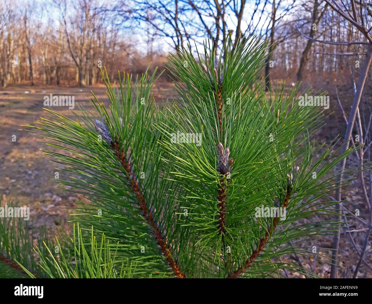 A very beautiful young pine tree in the spring Stock Photo - Alamy