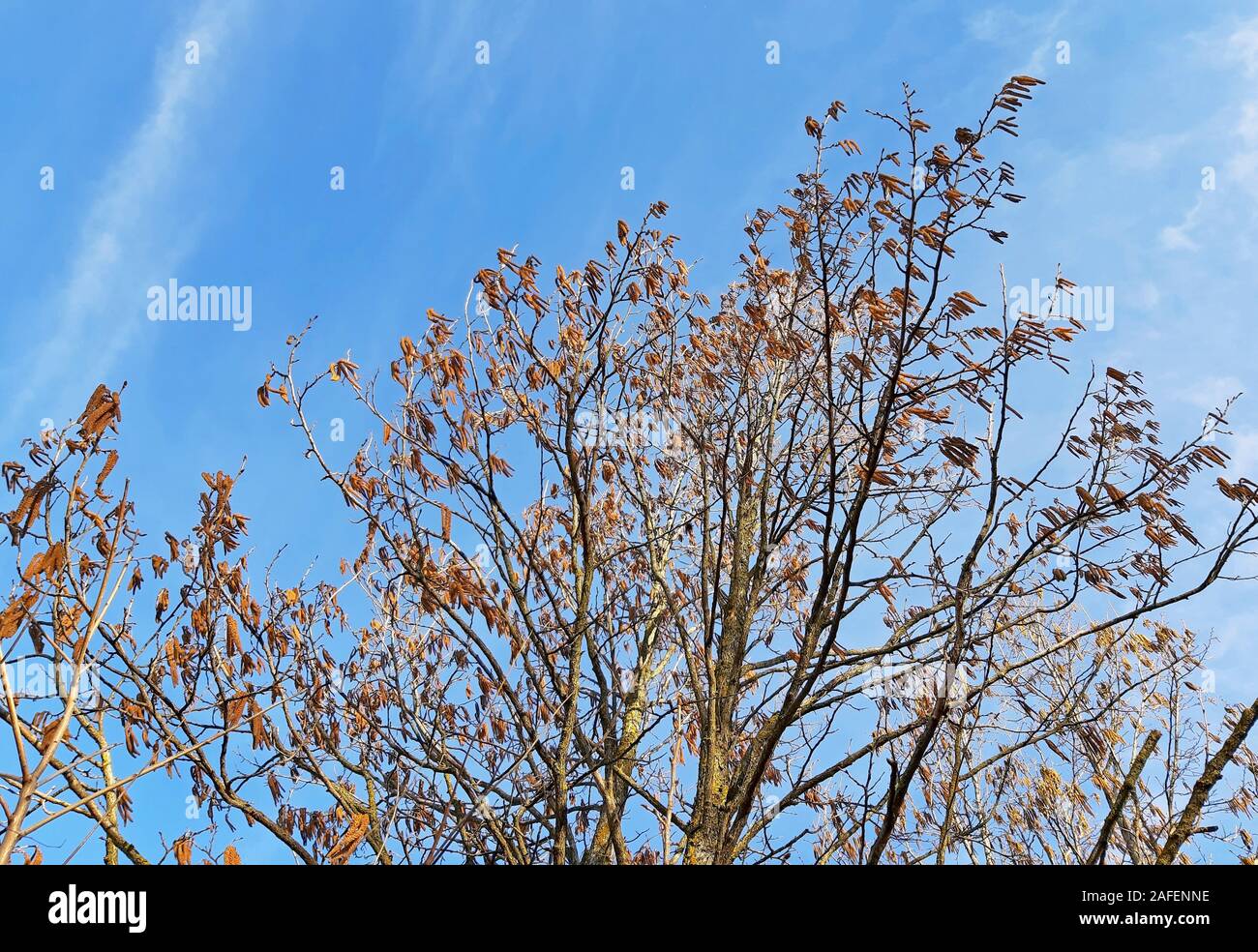 Hazelnut tree blooming in spring. Blue sky background Stock Photo - Alamy