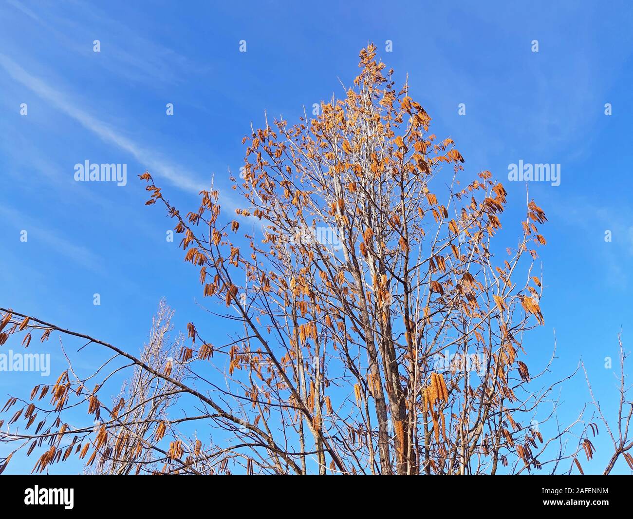 Hazelnut tree blooming in spring. Blue sky background Stock Photo - Alamy