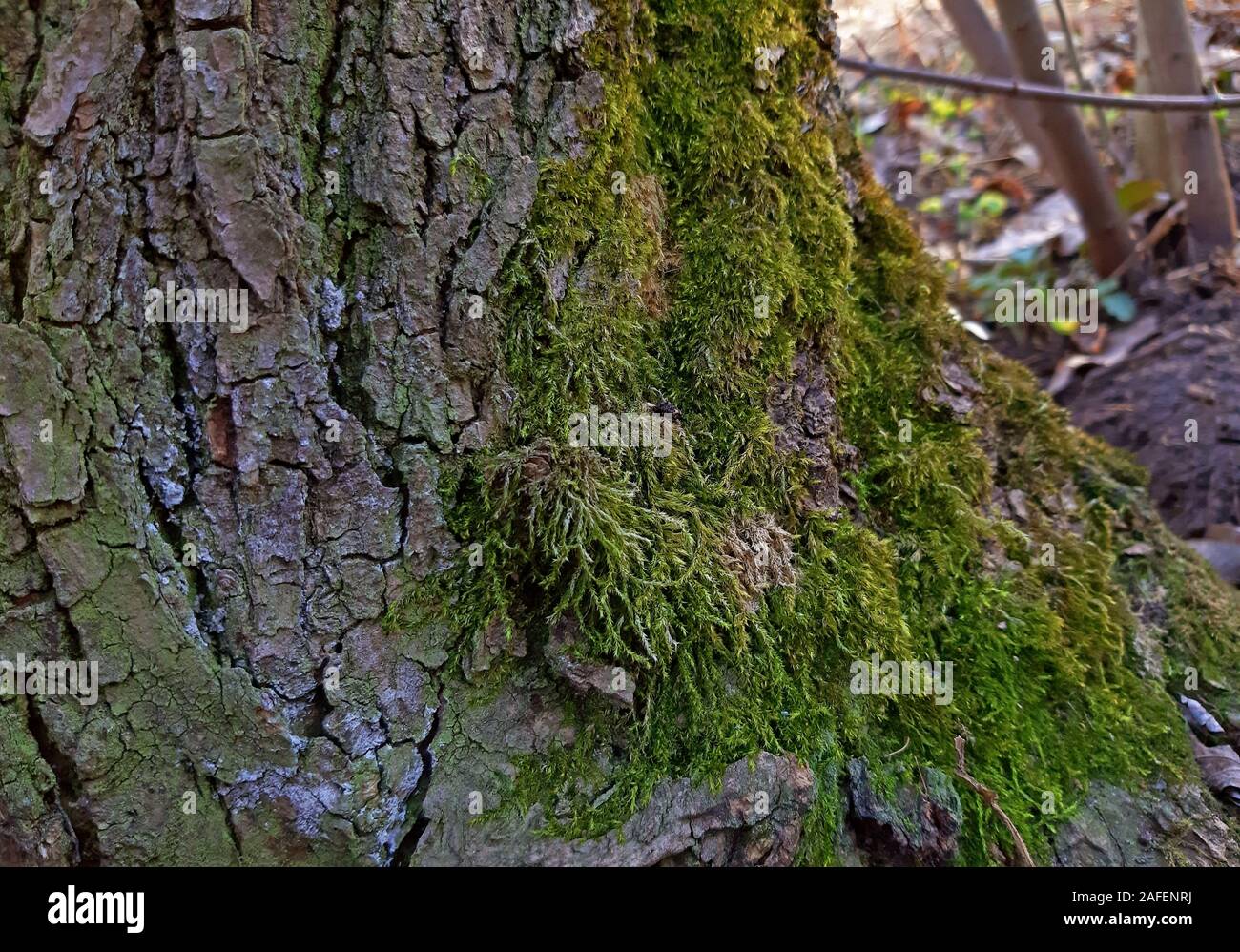 Moss growing on tree hi-res stock photography and images - Alamy