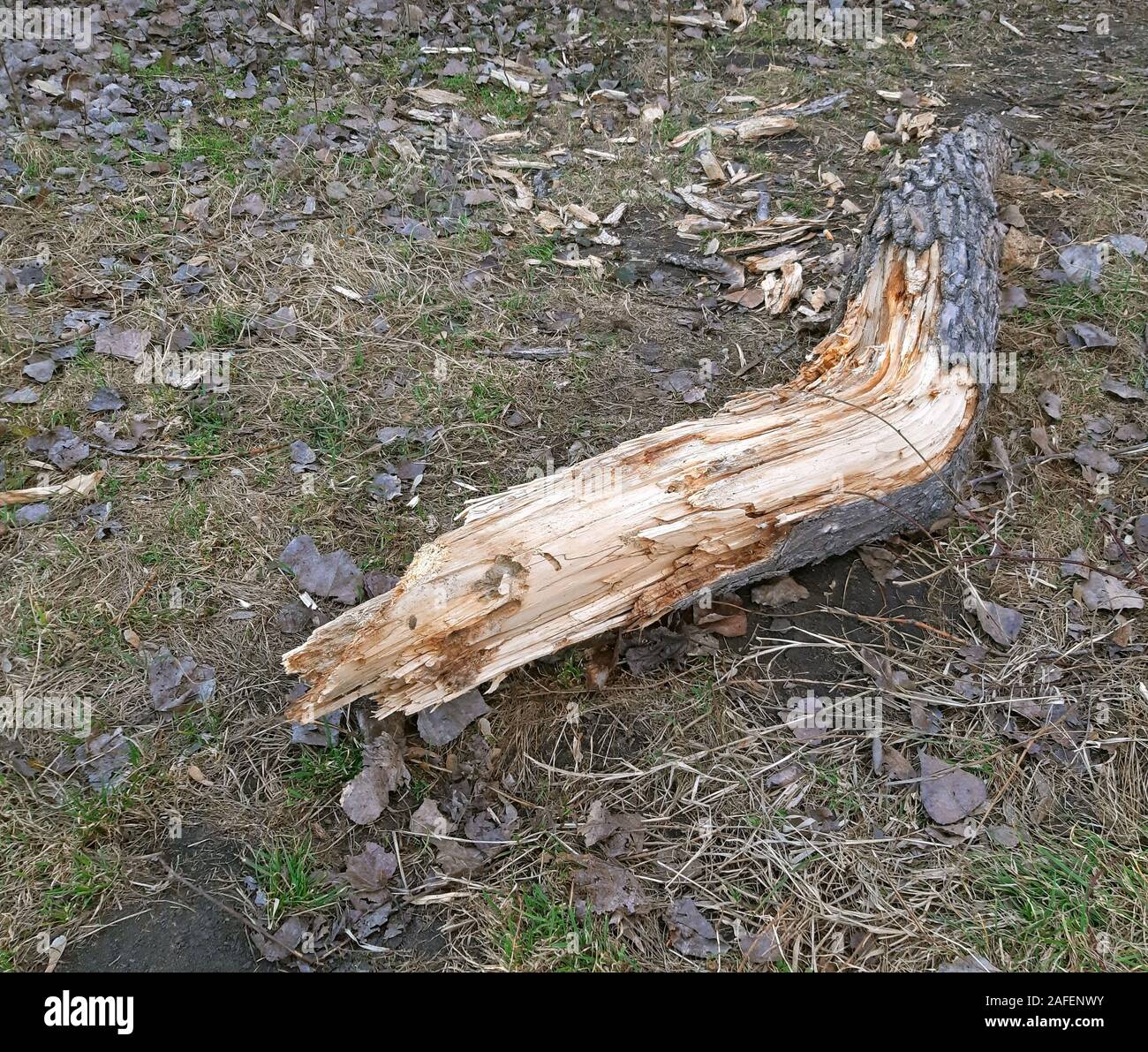 Decomposed wood fell to the ground in the park Stock Photo - Alamy