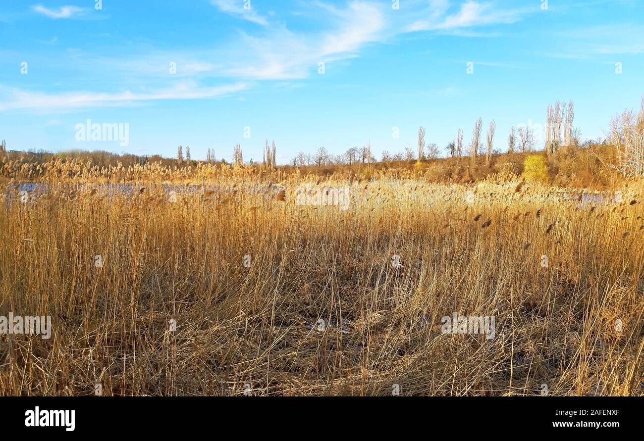 Brown reed on shore hi-res stock photography and images - Alamy