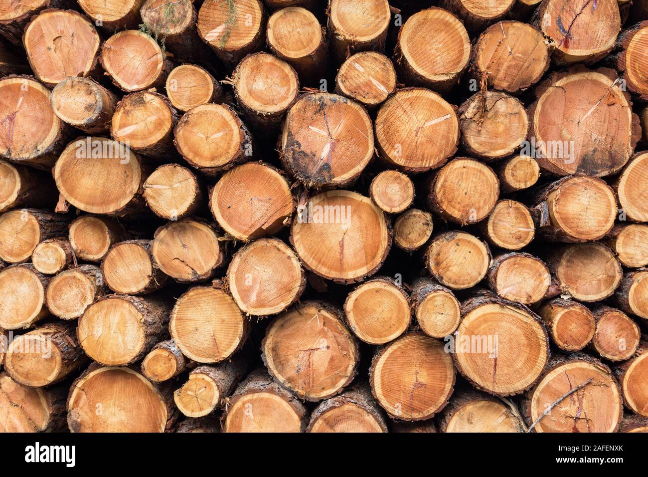 Tree trunks tree trunk hi-res stock photography and images - Alamy